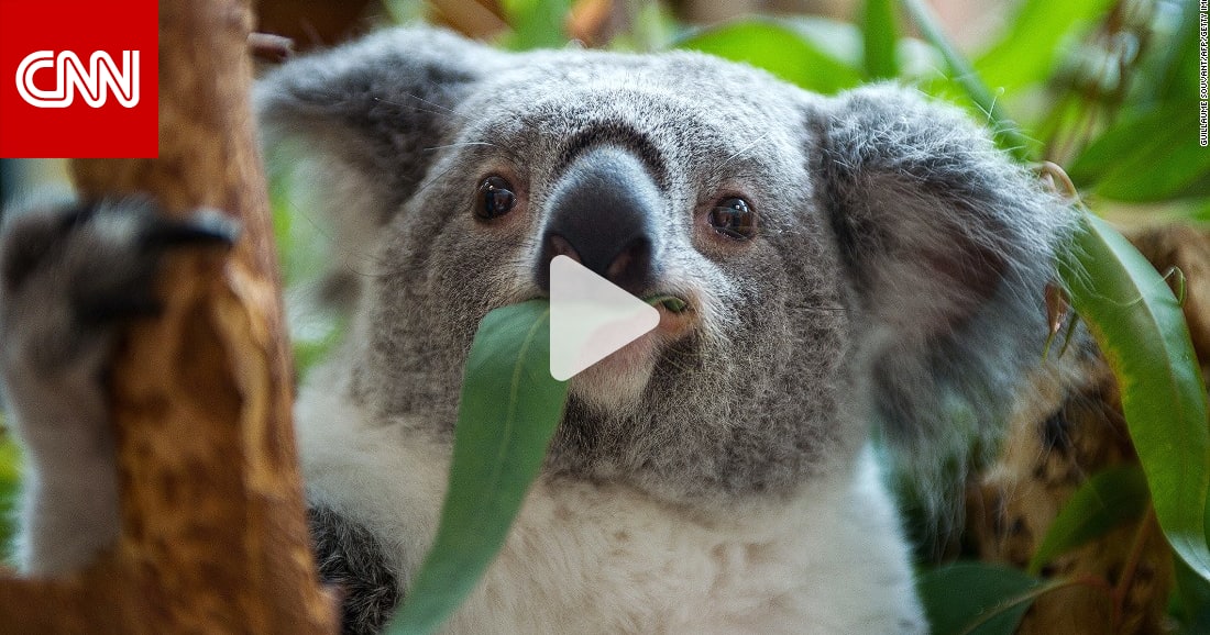 بين الكوالا والكنغر والومبت.. تعرف إلى أغرب الحقائق عن ألطف حيوانات ...