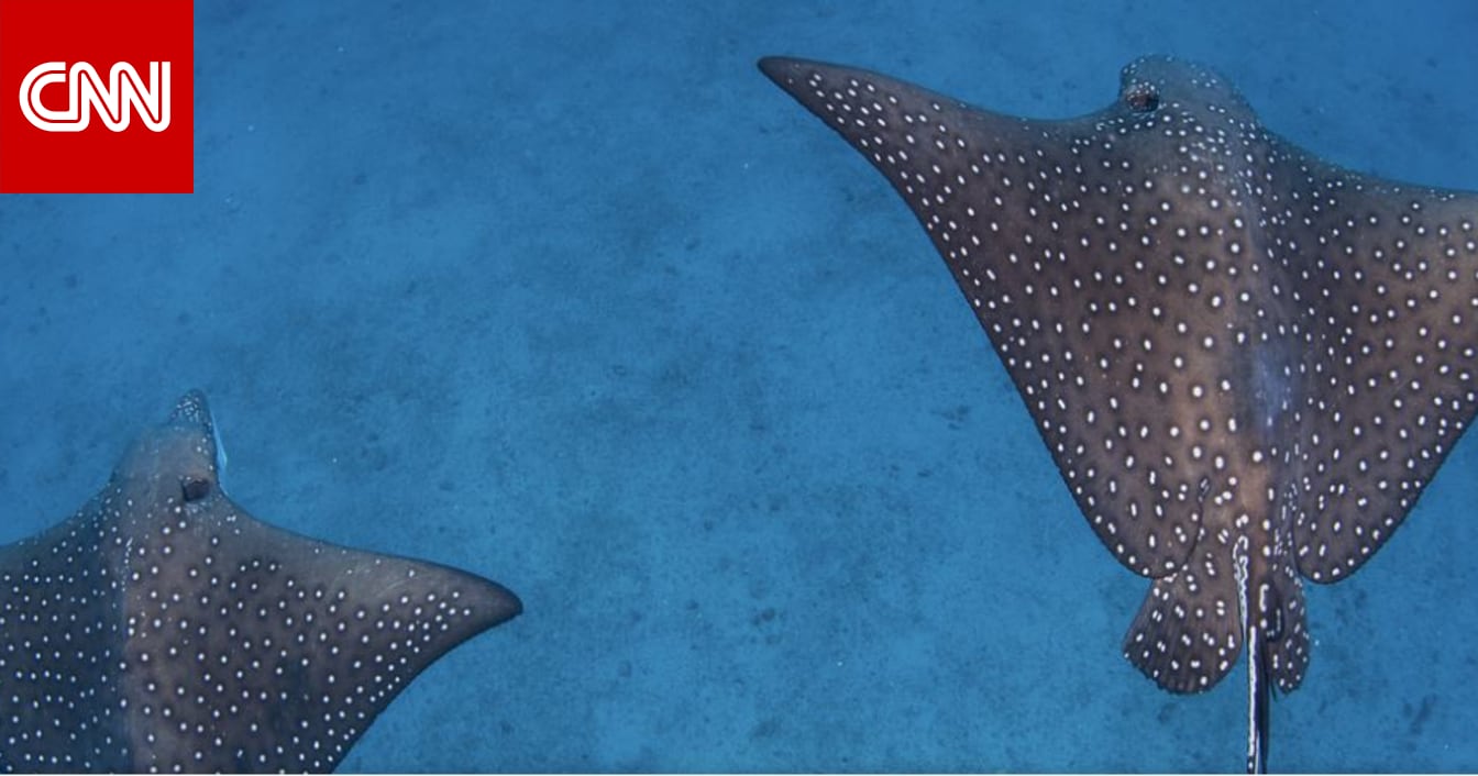 "Very exciting"...the discovery of a new species of ray fish in the ...