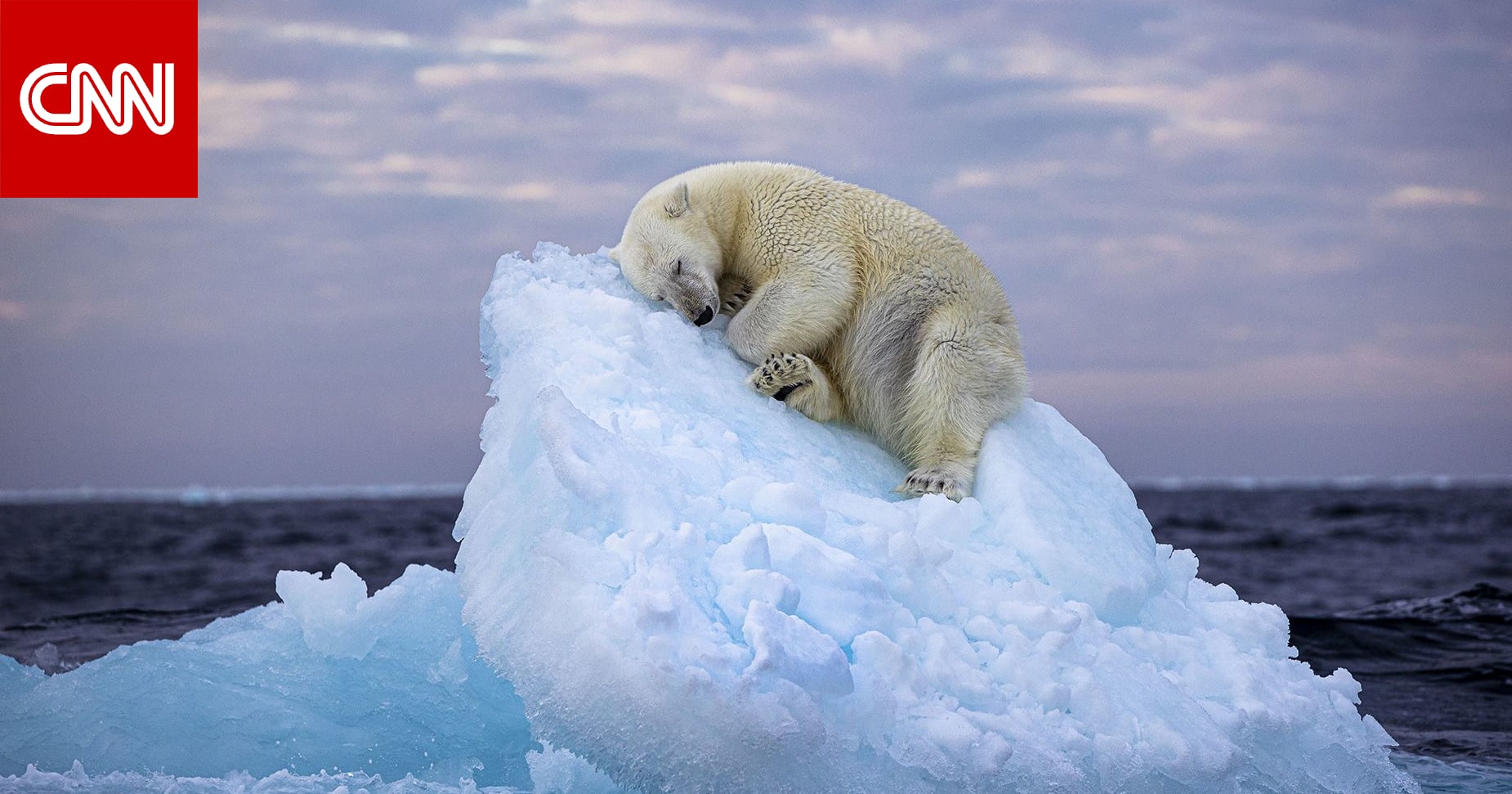 بينها دب قطبي نائم على حفنة من الجليد..إليك الصور المرشحة لجائزة مصور الحياة البرية لعام 2023 ...
