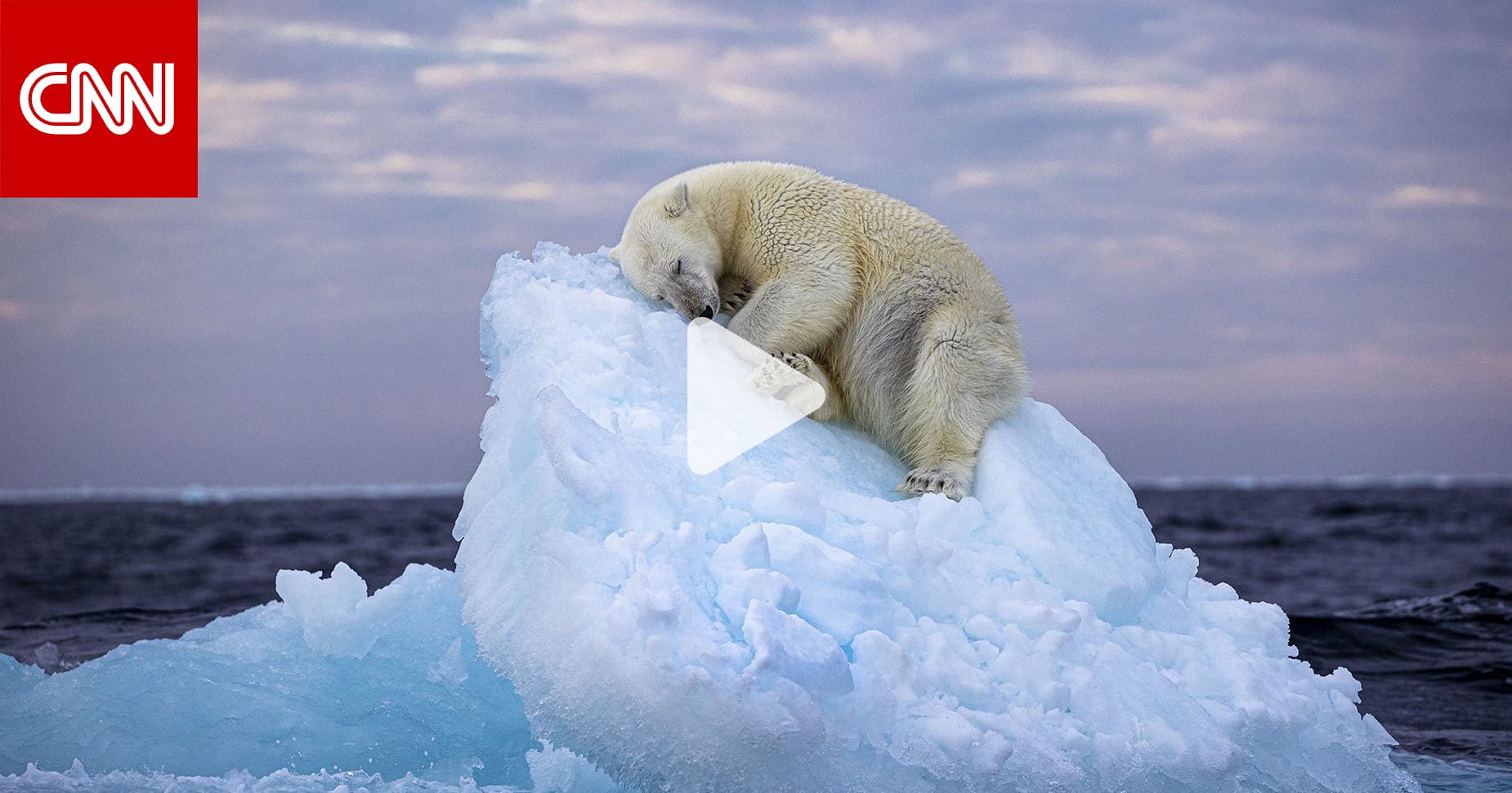 دب قطبي يأخذ قيلولة على "سرير جليدي" تفوز صورته في مسابقة "مصوّر الحياة ...