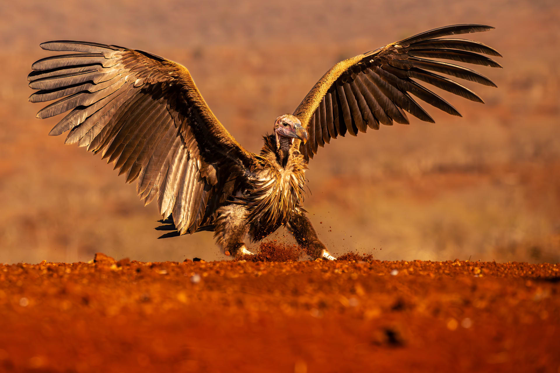 بسبب الطعام.. كويتي يرصد لحظة هجوم نسر نوبي على 15 نسرًا بجنوب إفريقيا ...