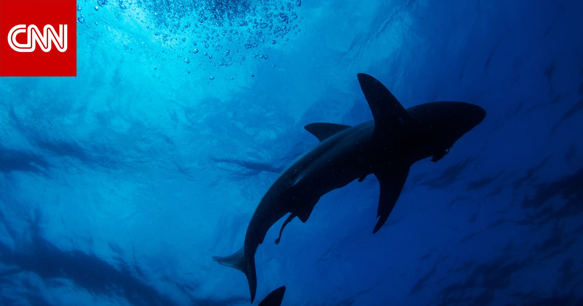 A photographer finds himself surrounded by 5 sharks in the Bahamas ...