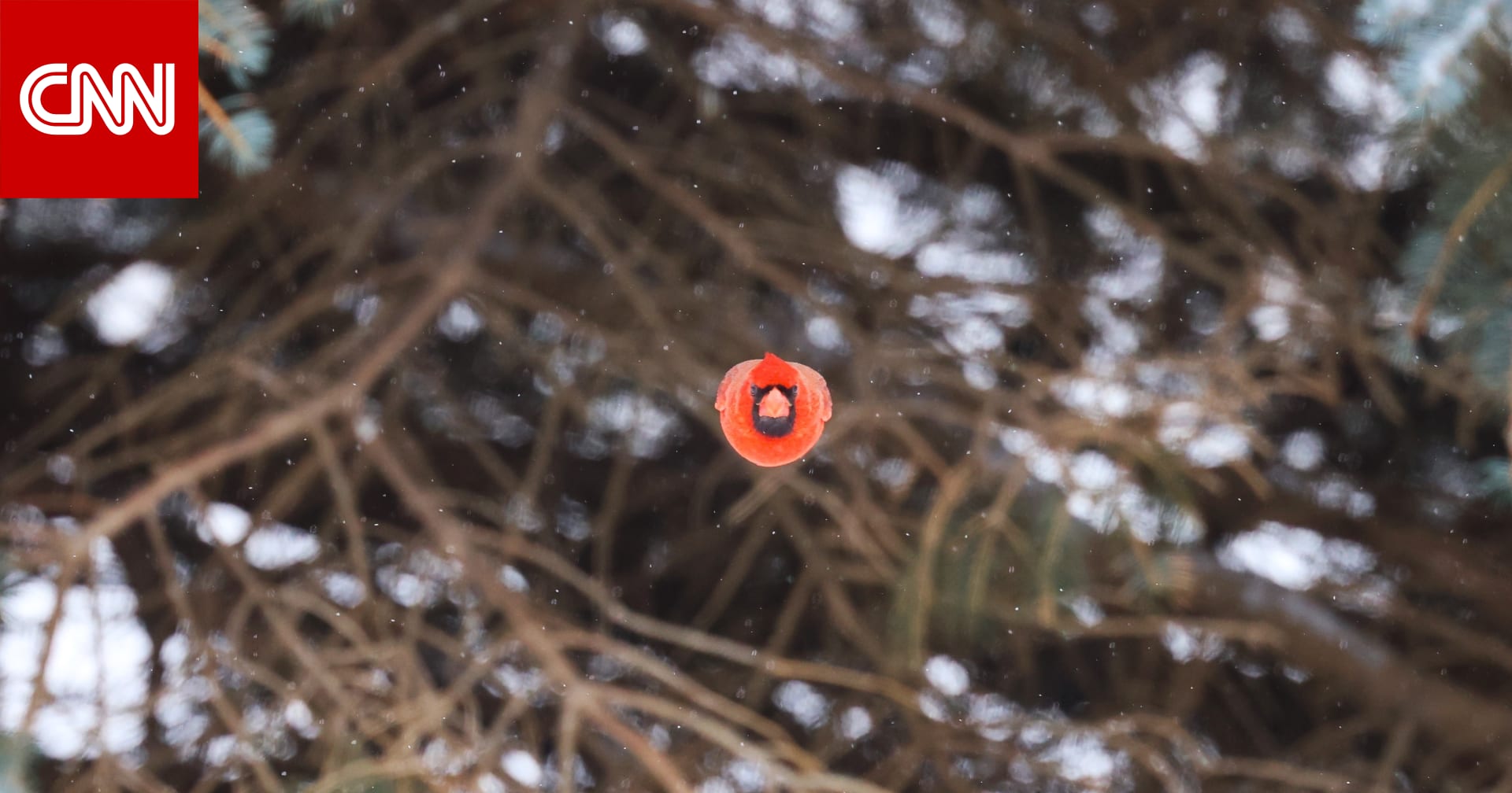 بأمريكا.. مصور يوثق طائر لعبة "Angry Bird" الشهيرة بالحياة الواقعية ...