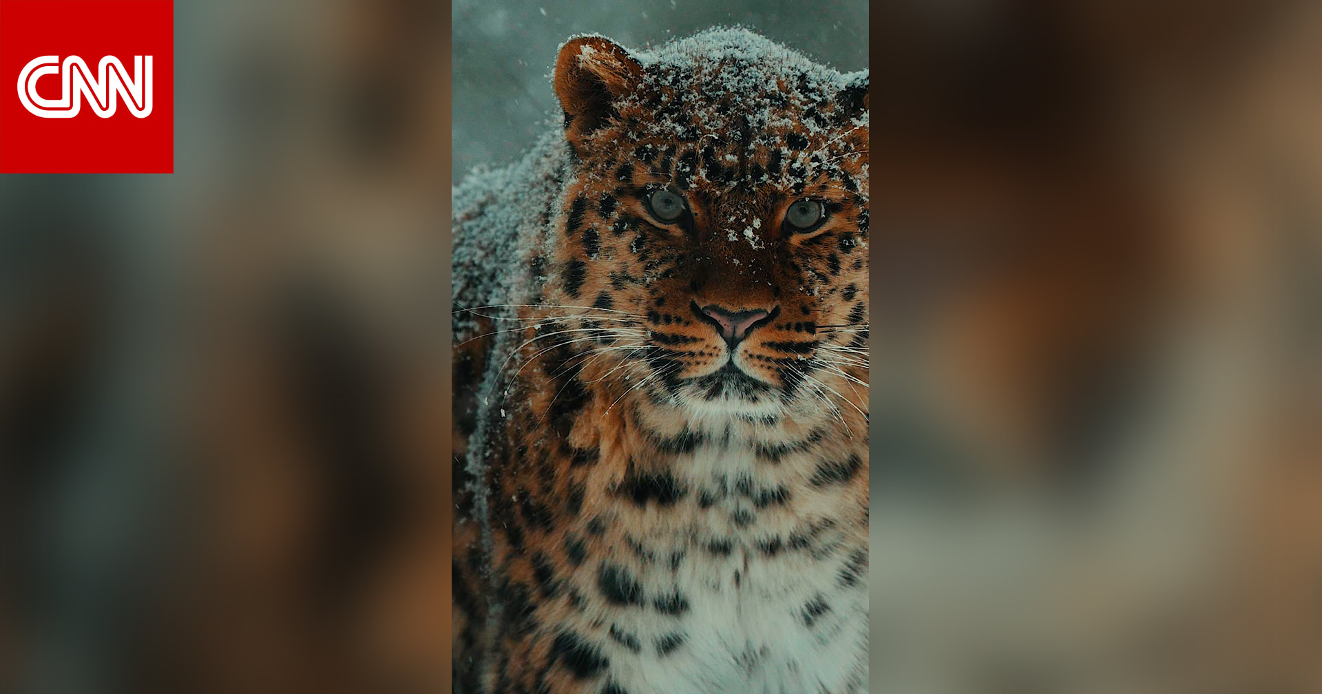 "كأنه يحدّق في روحي".. كيف تحدى حيوان نادر حارس حديقة في النرويج؟ - CNN ...