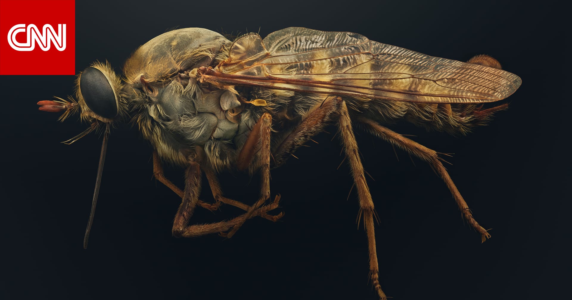 "Endangered Insects: A Detailed Look at the Creatures Sharing Our ...