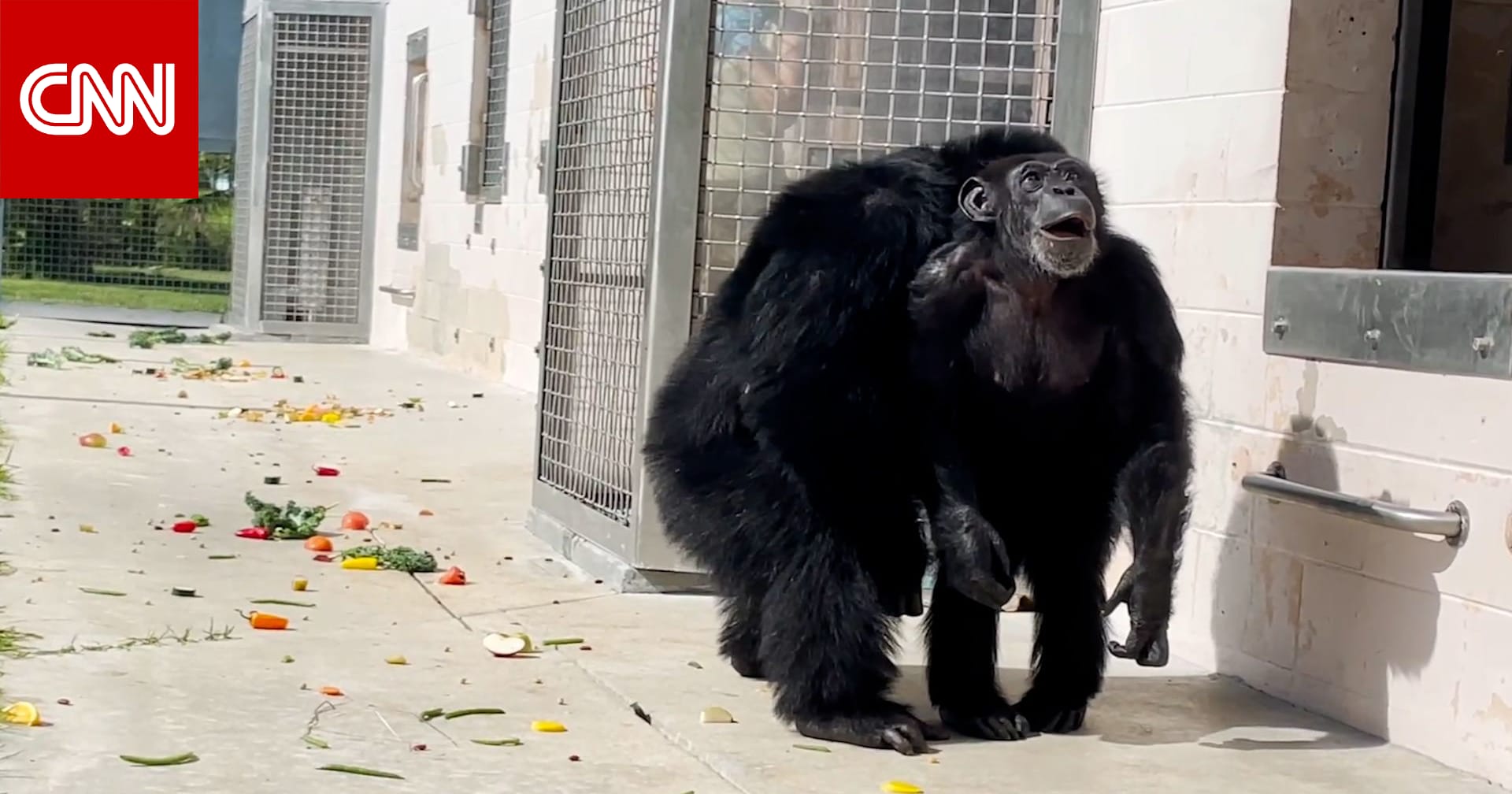 فيديو يرصد لحظة مؤثرة..شمبانزي حُبست طيلة حياتها ترى السماء لأول مرة ...