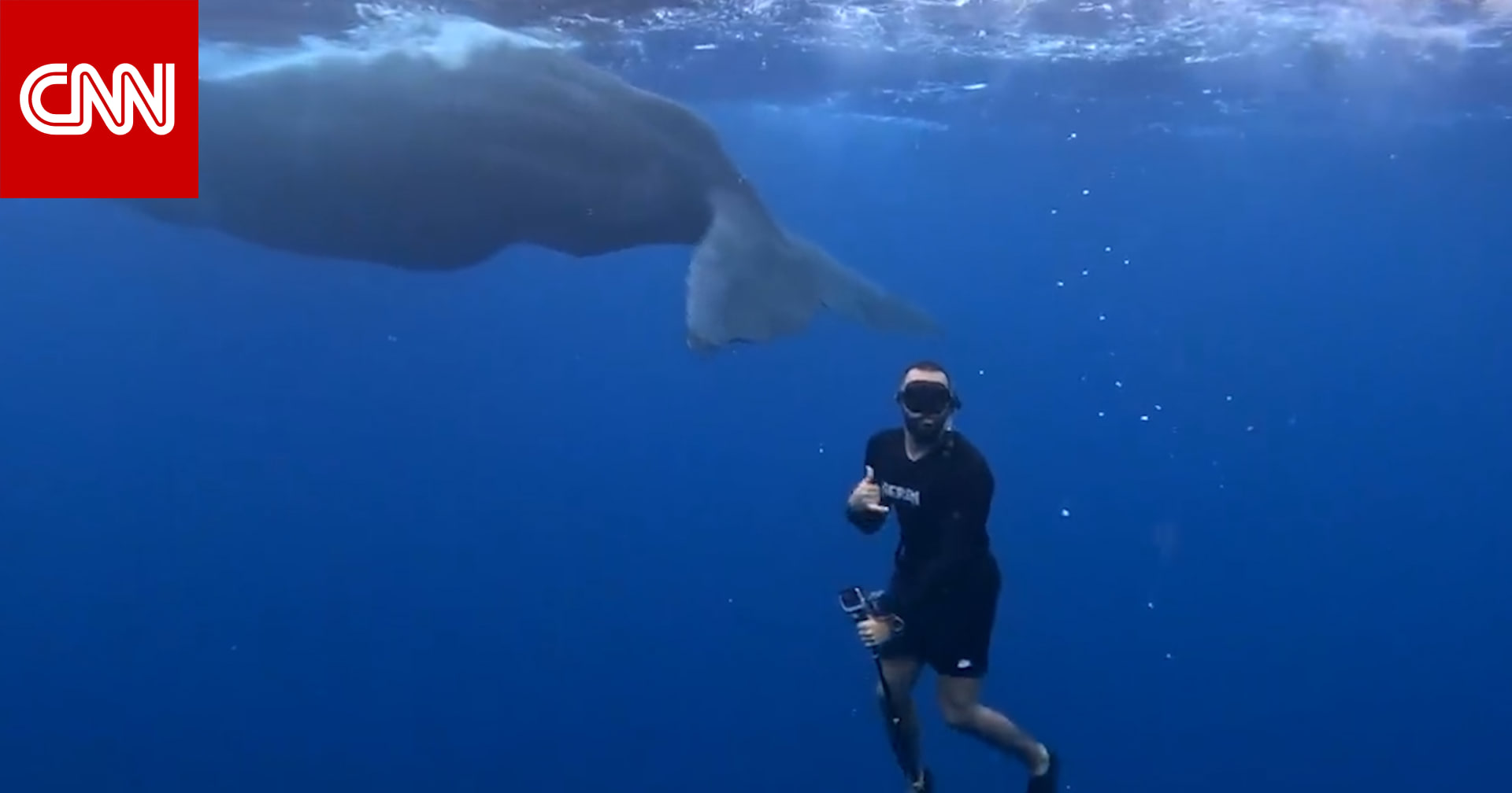 Diving with Sperm Whales: A Close Encounter with the Gentle Giants ...