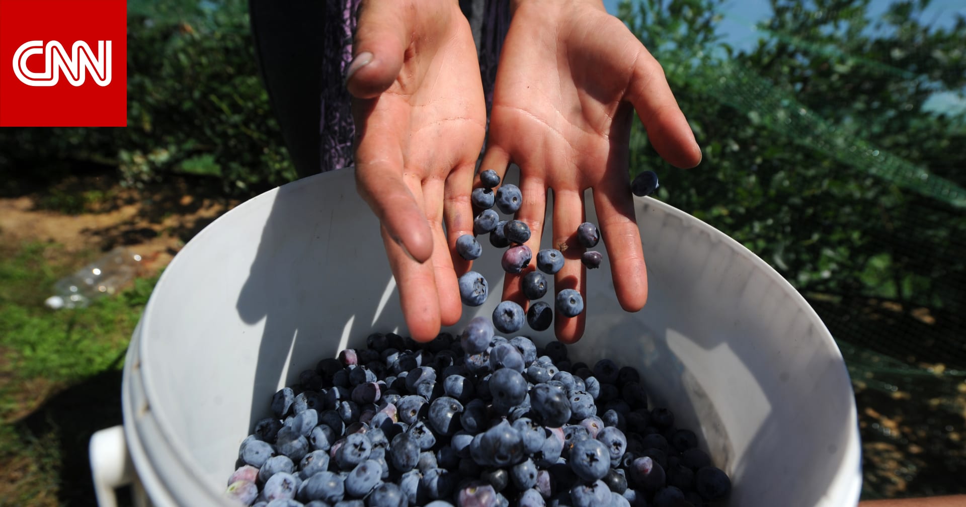 Health Benefits of Blueberries: Tips for Storing and Including in Your ...