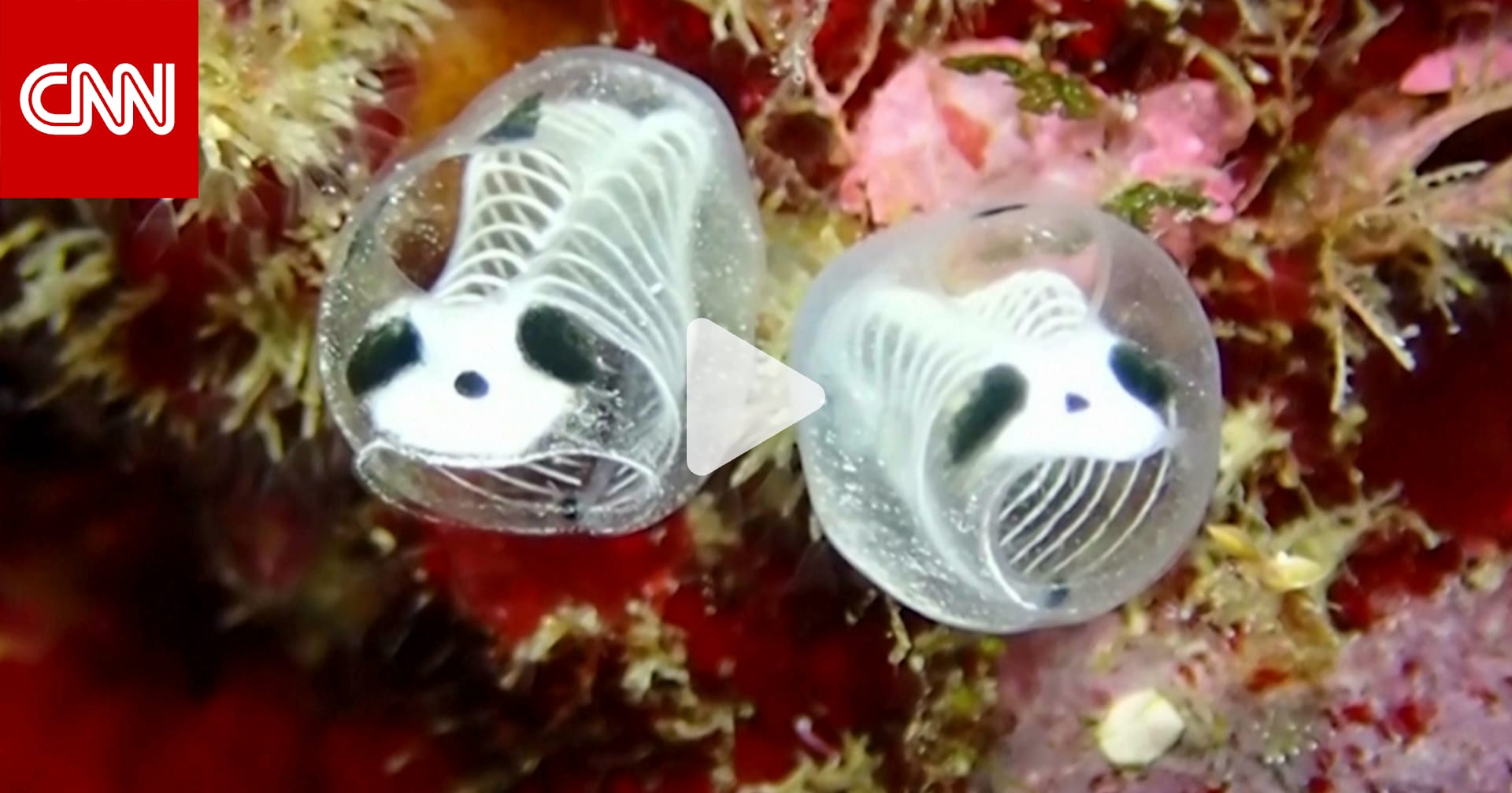 مخلوق بحري صغير يشبه الباندا.. شاهد أحدث اكتشافات علماء اليابان تحت الماء - CNN Arabic