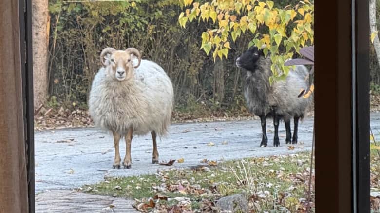 هاربة منذ أغسطس.. أكباش تثير الدهشة والحيرة بأحياء أمريكا وسط تنقلها من ...