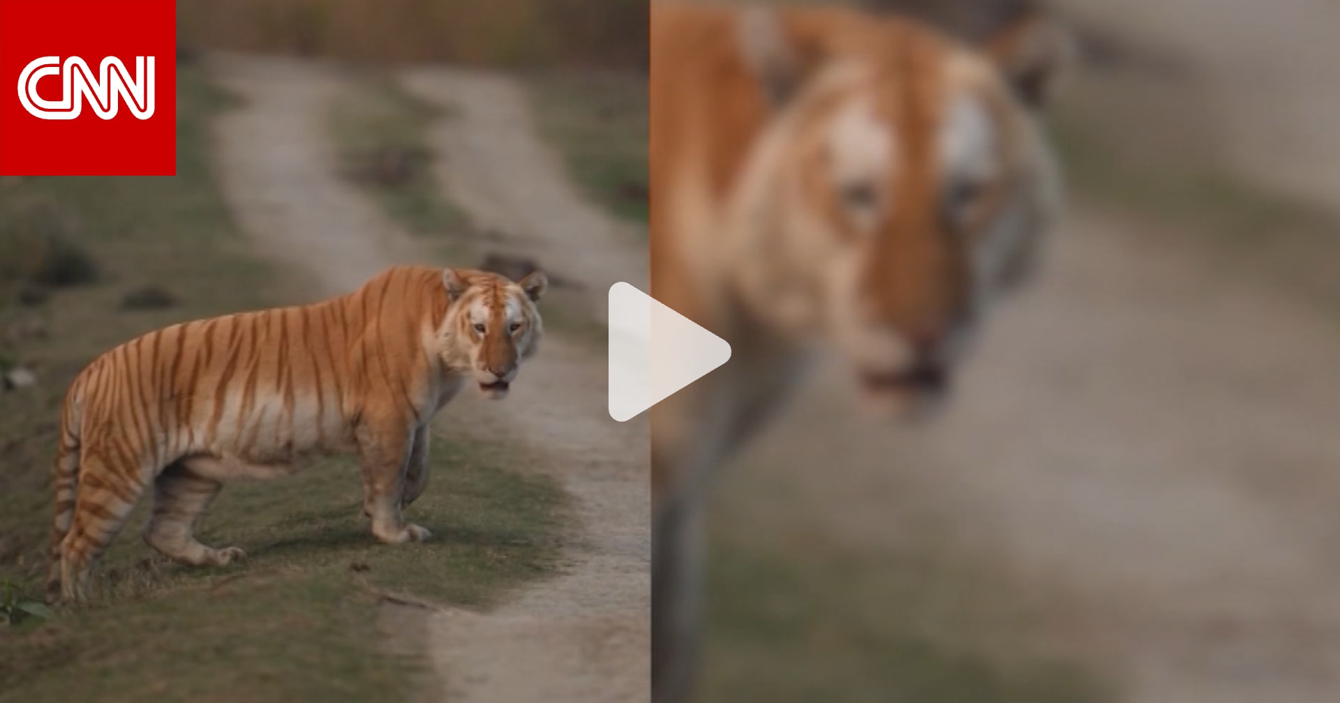 كاميرا ترصد النمر الذهبي في البريّة.. حيوان مهيب ونادر - CNN Arabic
